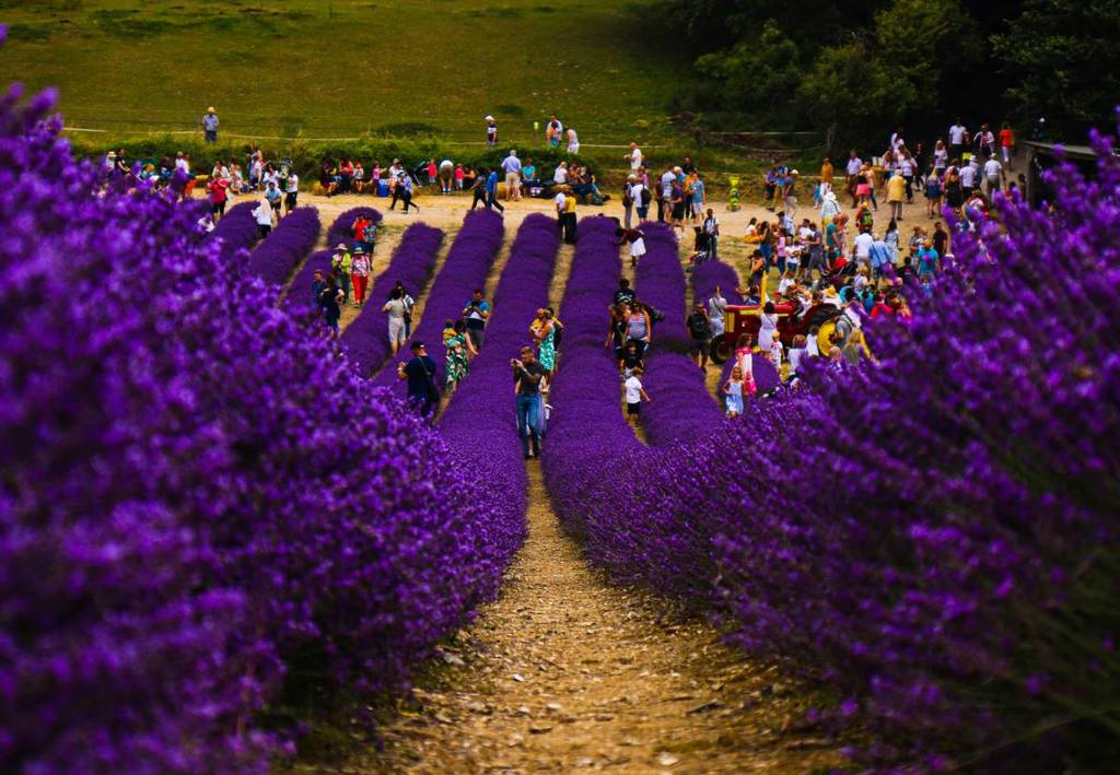 The Most Gorgeous Places To See Flowers Around England