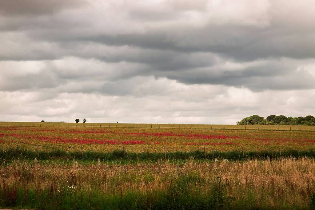 The Most Gorgeous Places To See Flowers Around England