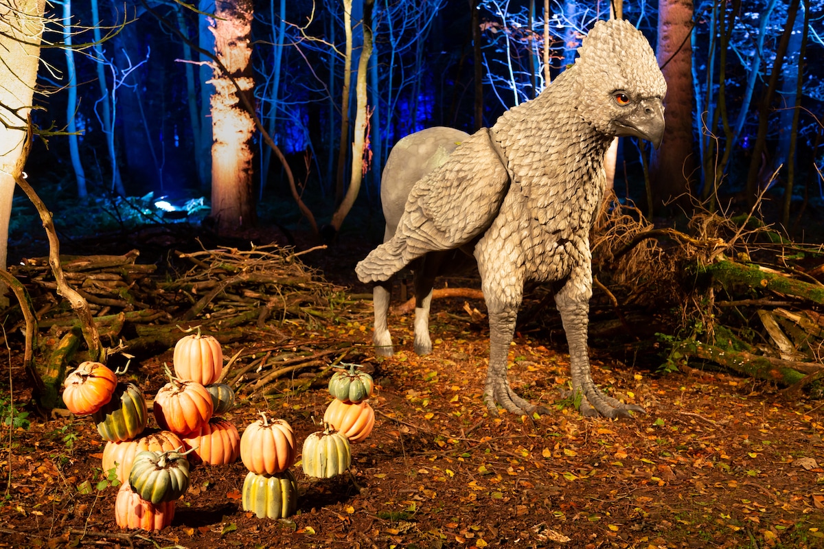 ‘Harry Potter: A Forbidden Forest Experience': Returning This Autumn