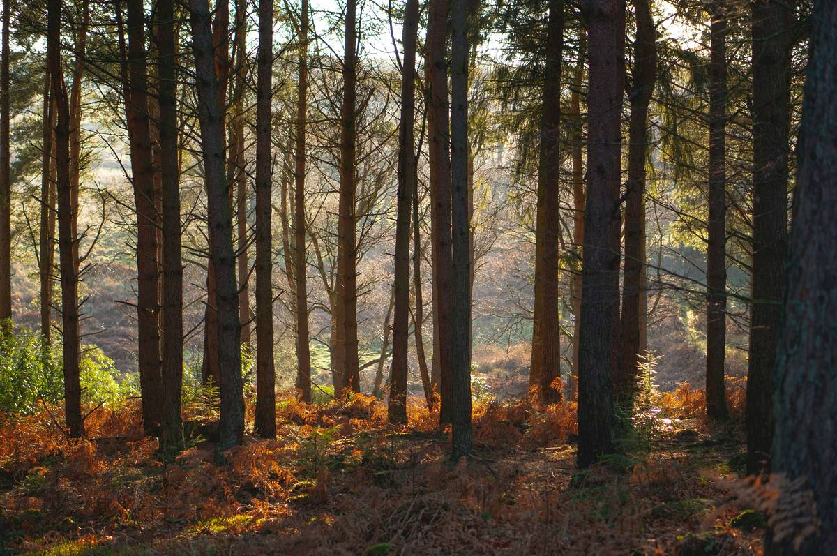 5 Enchanting Forests Near Manchester Worth Visiting
