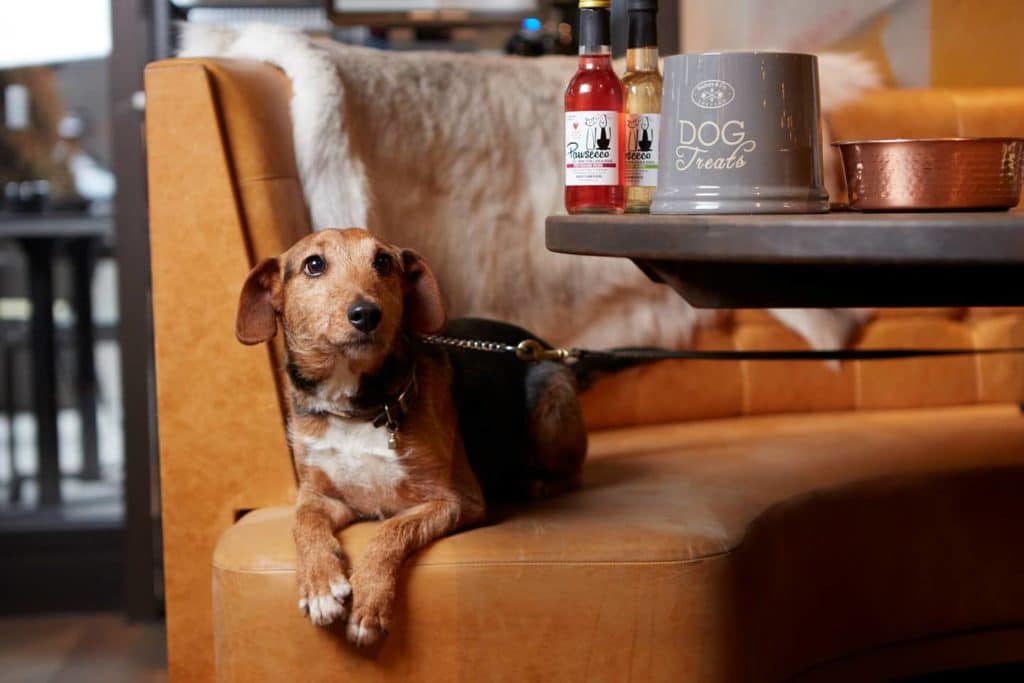 The Best Dog-Friendly Places In Manchester