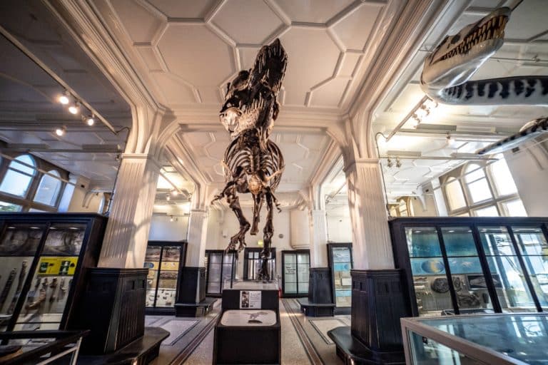 The Secret Manchester Guide To Manchester Museum