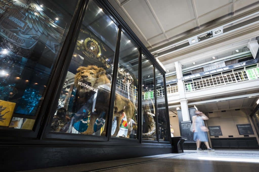 The Secret Manchester Guide To Manchester Museum