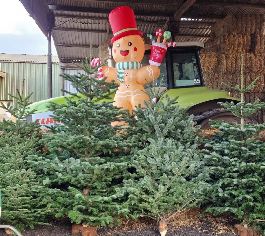 18 Of The Best Places To Buy Real Christmas Trees In And Around ...