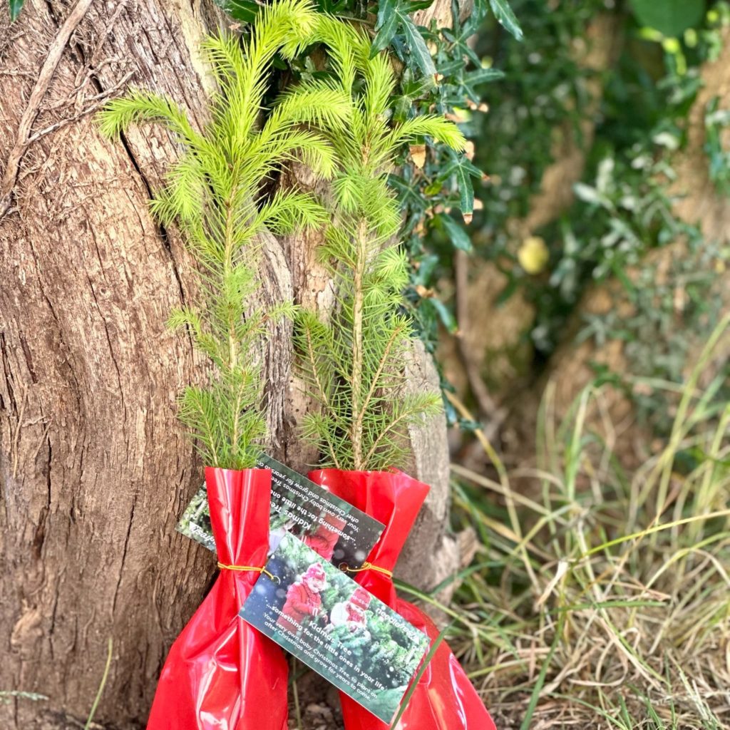 18 Of The Best Places To Buy Real Christmas Trees In And Around ...