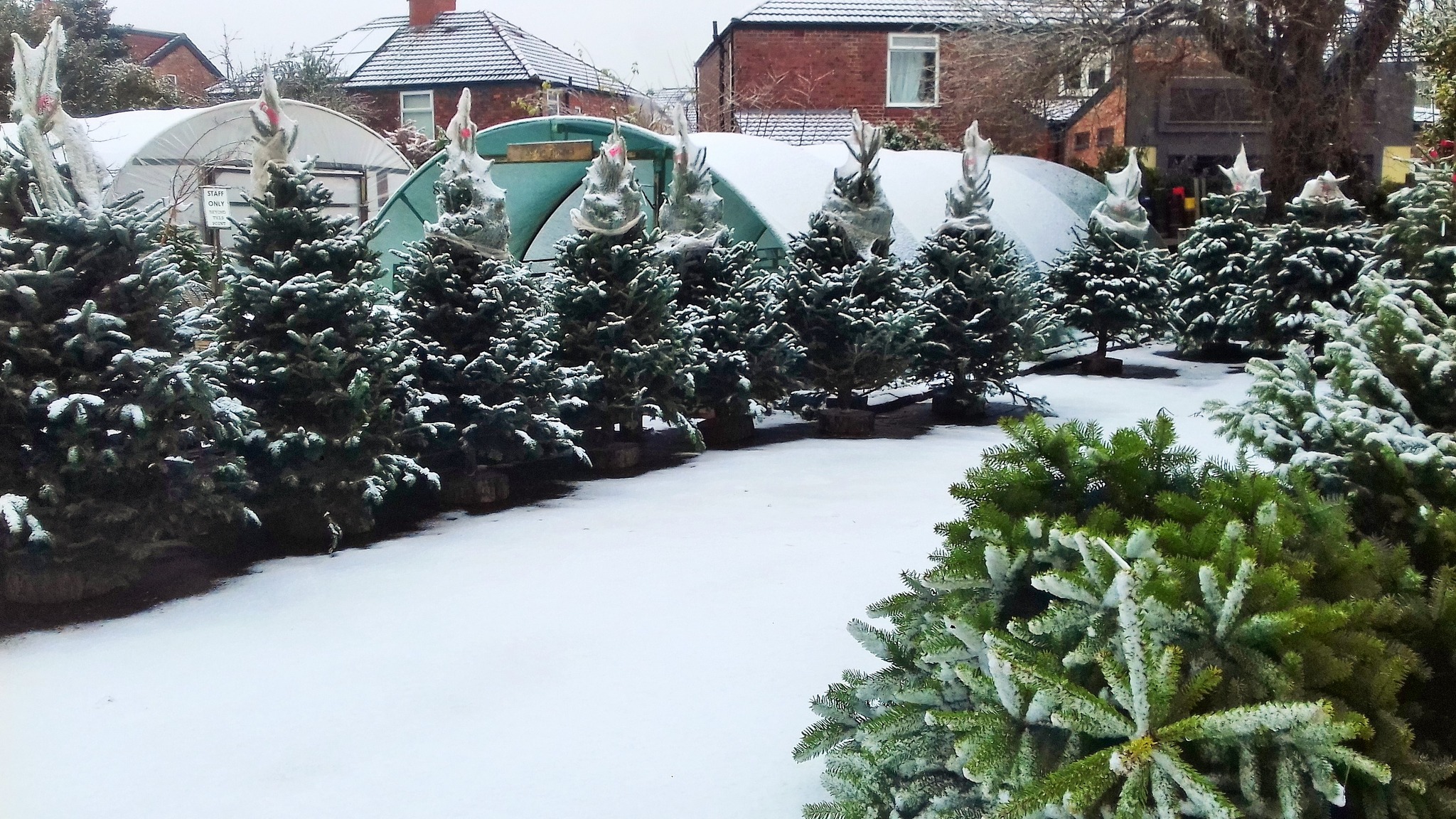 18 Of The Best Places To Buy Real Christmas Trees In And Around ...