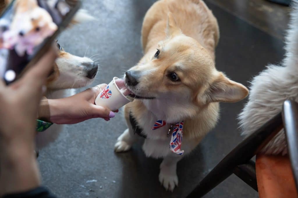 The Cutest Corgi Café Is Coming To Manchester This Month