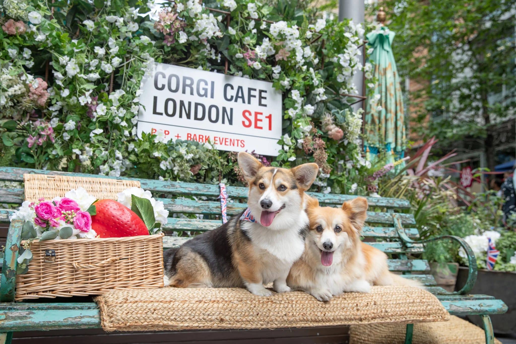 The Cutest Corgi Café Is Coming To Manchester This May