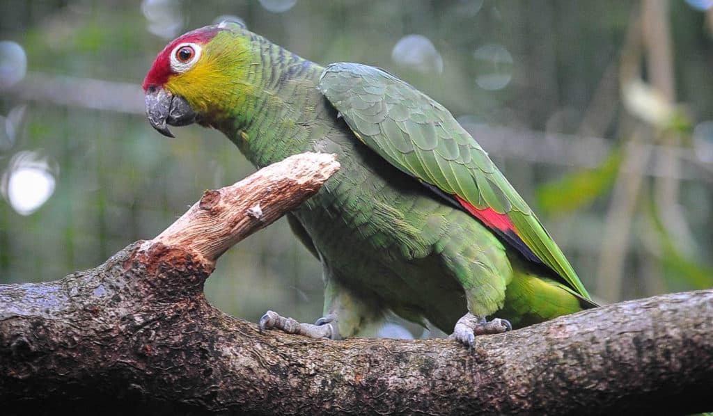 Chester Zoo Is Hiring A Highly Skilled Bird Keeper