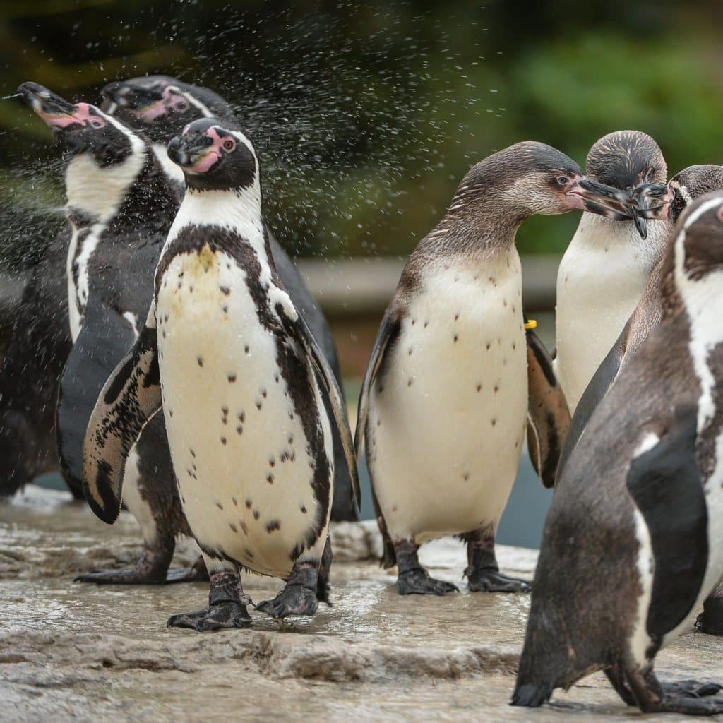 Chester Zoo Is Hiring A Highly Skilled Bird Keeper