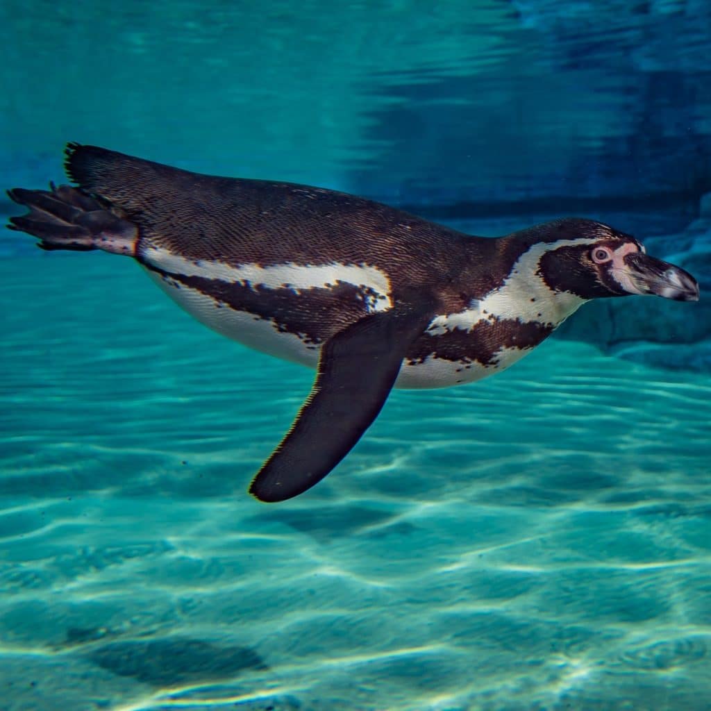 Chester Zoo Is Hiring A Highly Skilled Bird Keeper