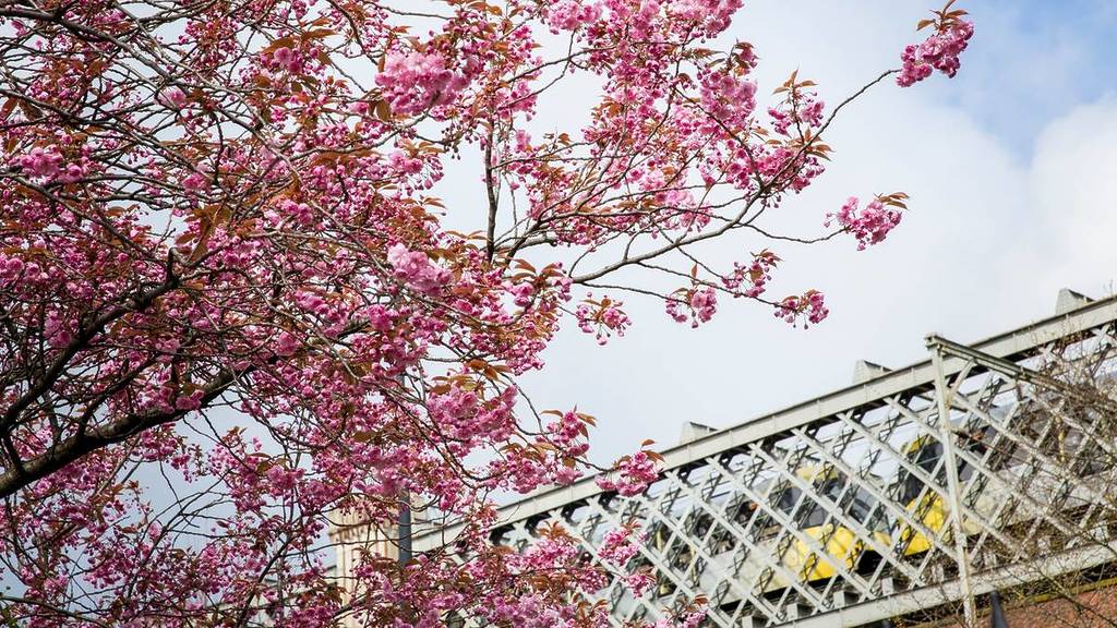 The Bloomtown Trail Presents The Prettiest Blossom In Manchester