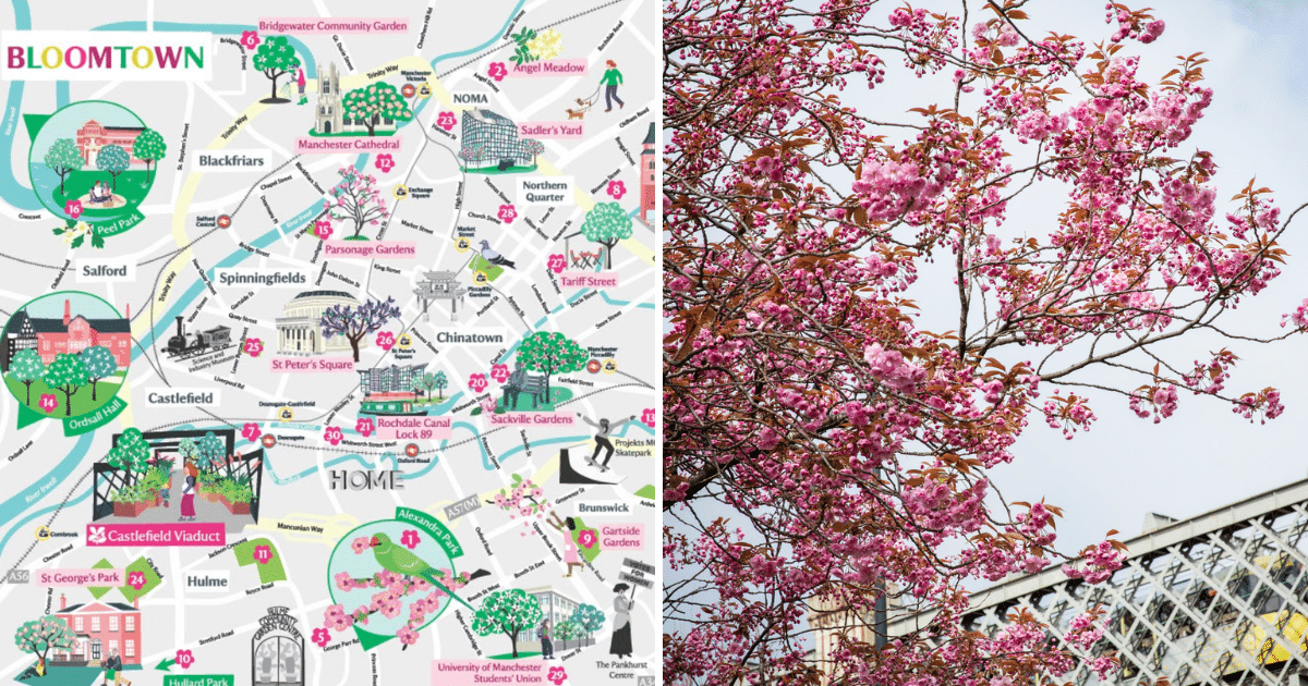 The Bloomtown Trail Presents The Prettiest Blossom In Manchester
