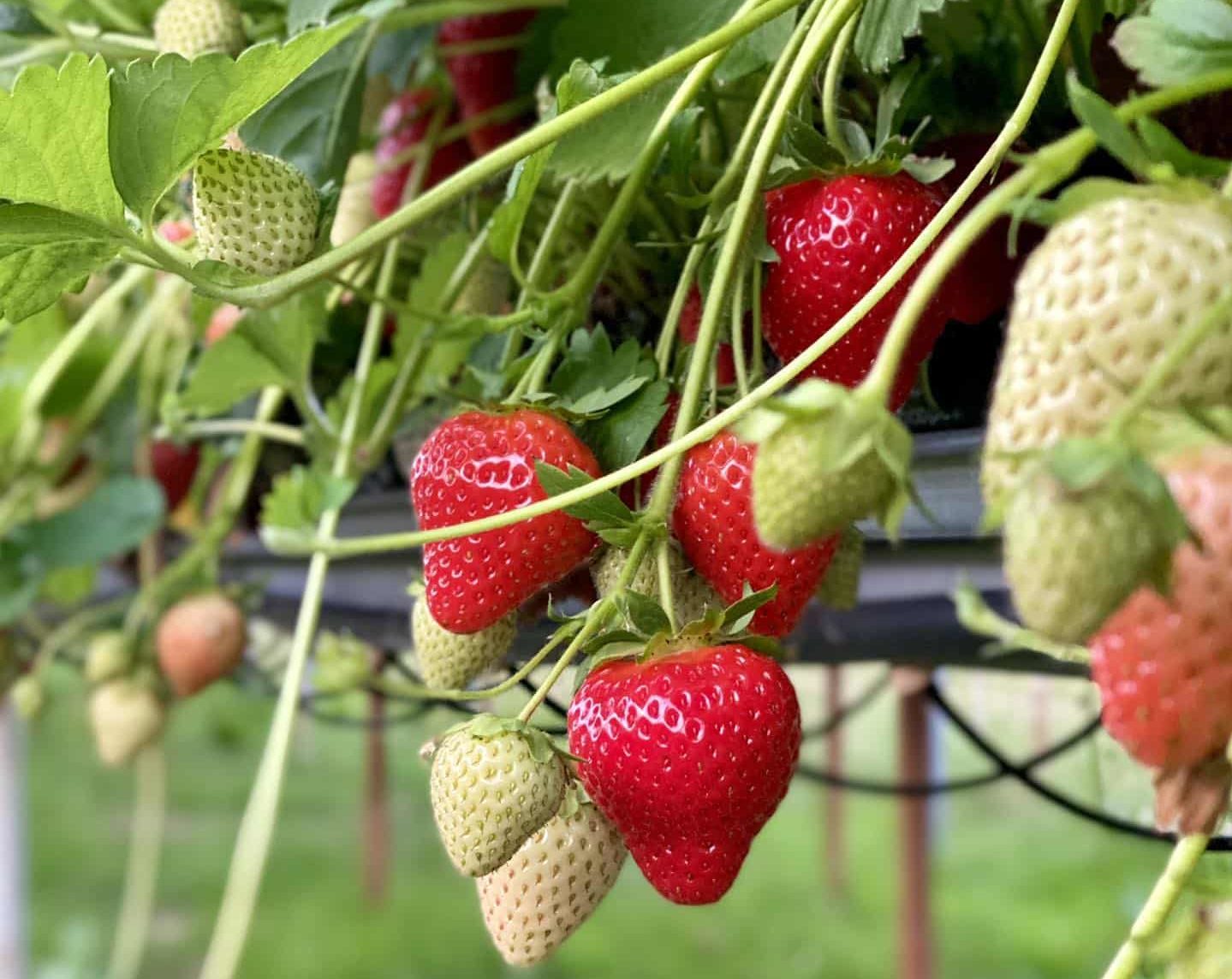 Where To Go Fruit Picking In And Around Greater Manchester