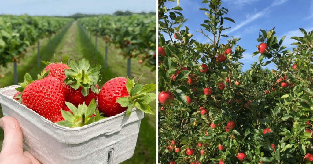Where To Go Fruit Picking In And Around Greater Manchester