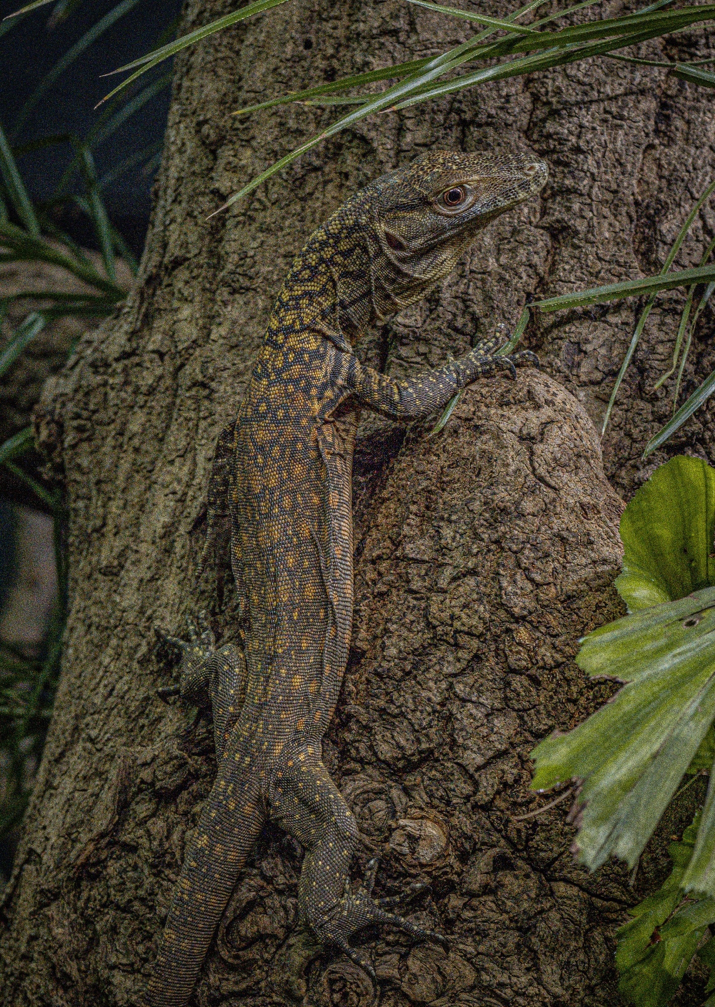 Baby Komodo Dragons Hatch At Chester Zoo For Very First Time