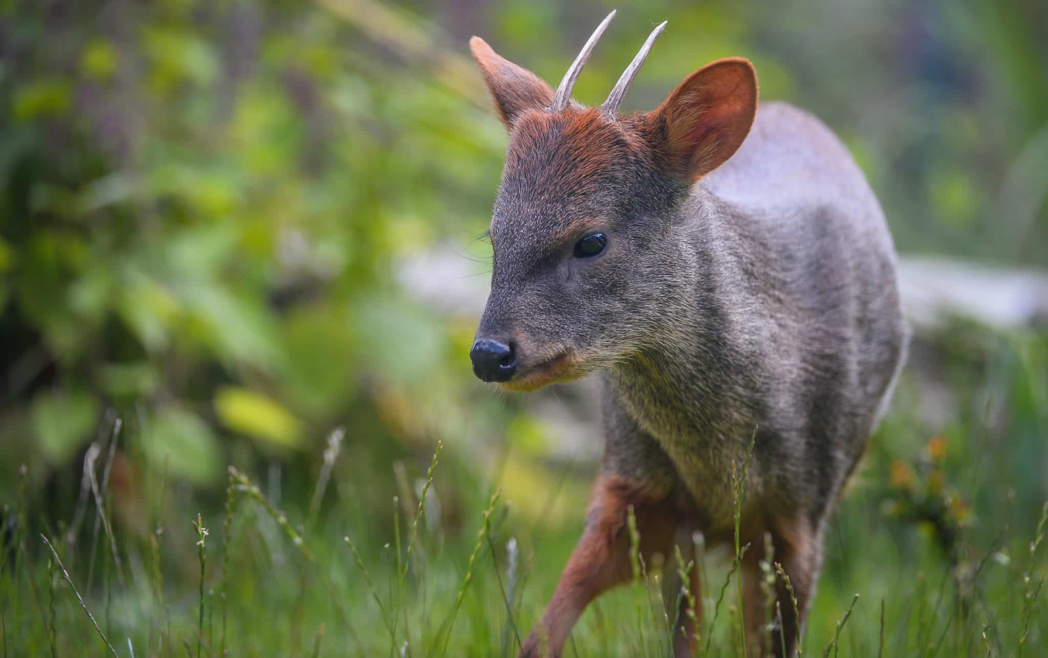 Rare, Tiny Deer Measuring Six Inches Tall Born At Chester Zoo