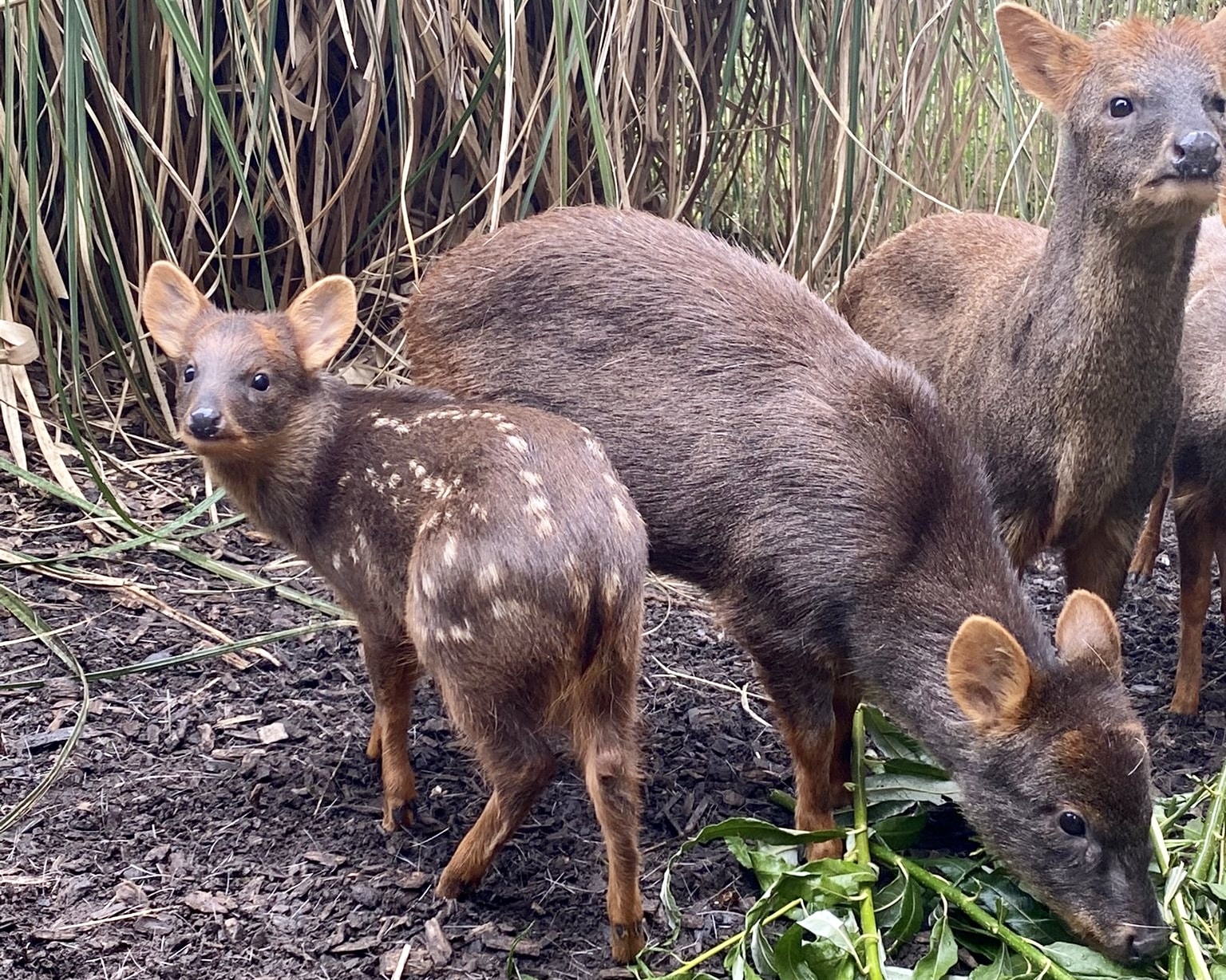 Rare, Tiny Deer Measuring Six Inches Tall Born At Chester Zoo