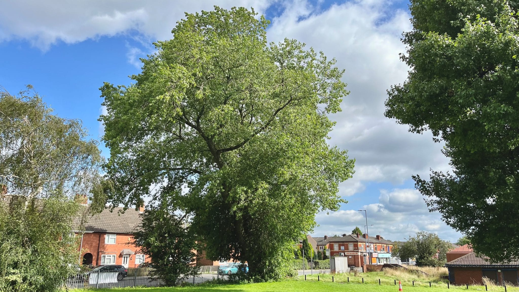 The Manchester Poplar Tree Shortlisted For 'Tree Of The Year'