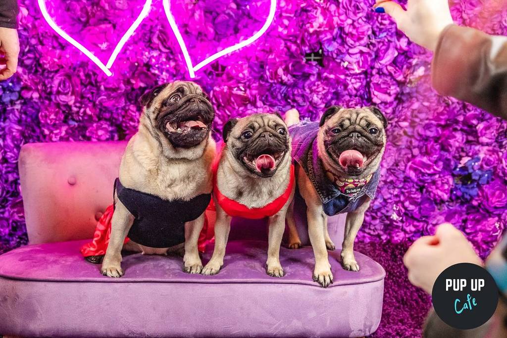 An Adorable Valentine's Pup Up Cafe Is Coming To Manchester