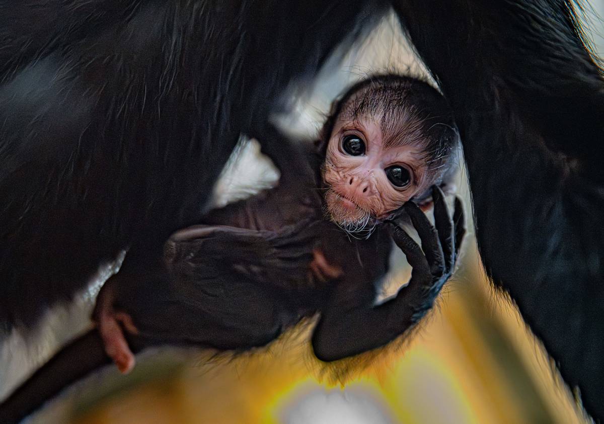 Tiny Newborn Spider Monkey Spotted By Visitors At Chester Zoo