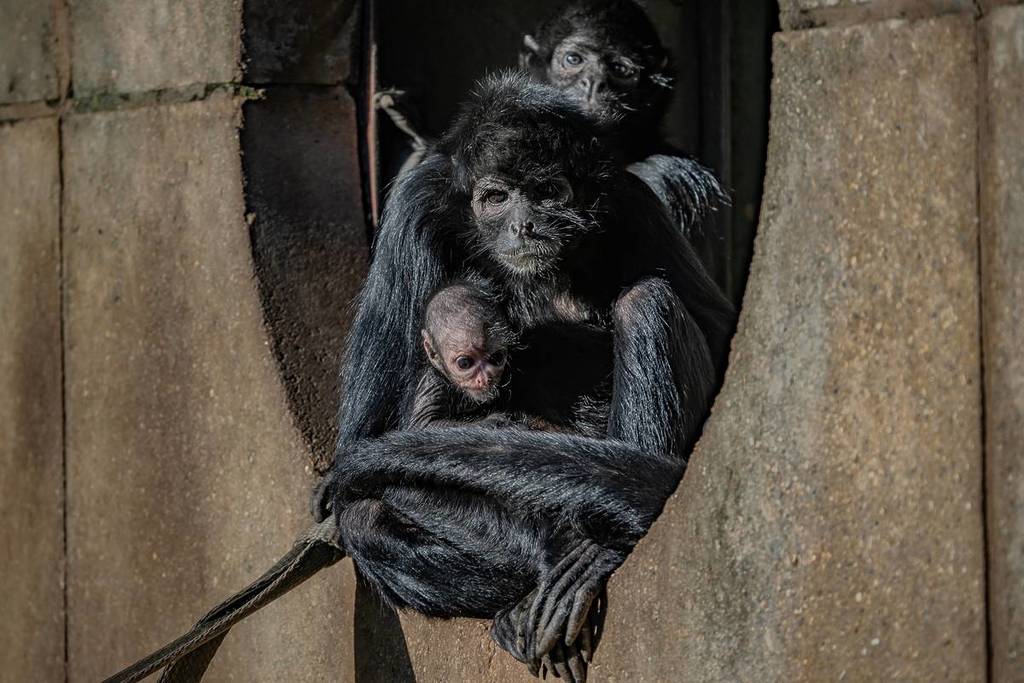 Tiny Newborn Spider Monkey Spotted By Visitors At Chester Zoo
