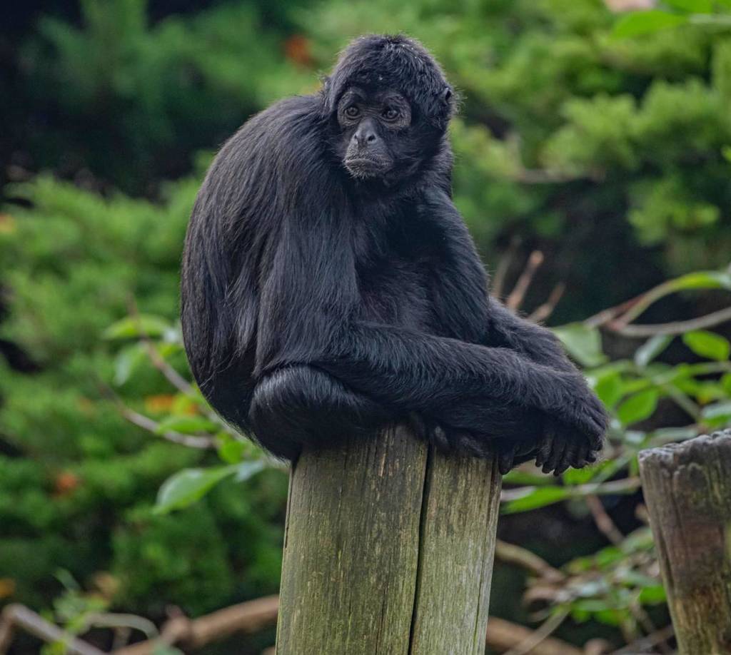 Tiny Newborn Spider Monkey Spotted By Visitors At Chester Zoo