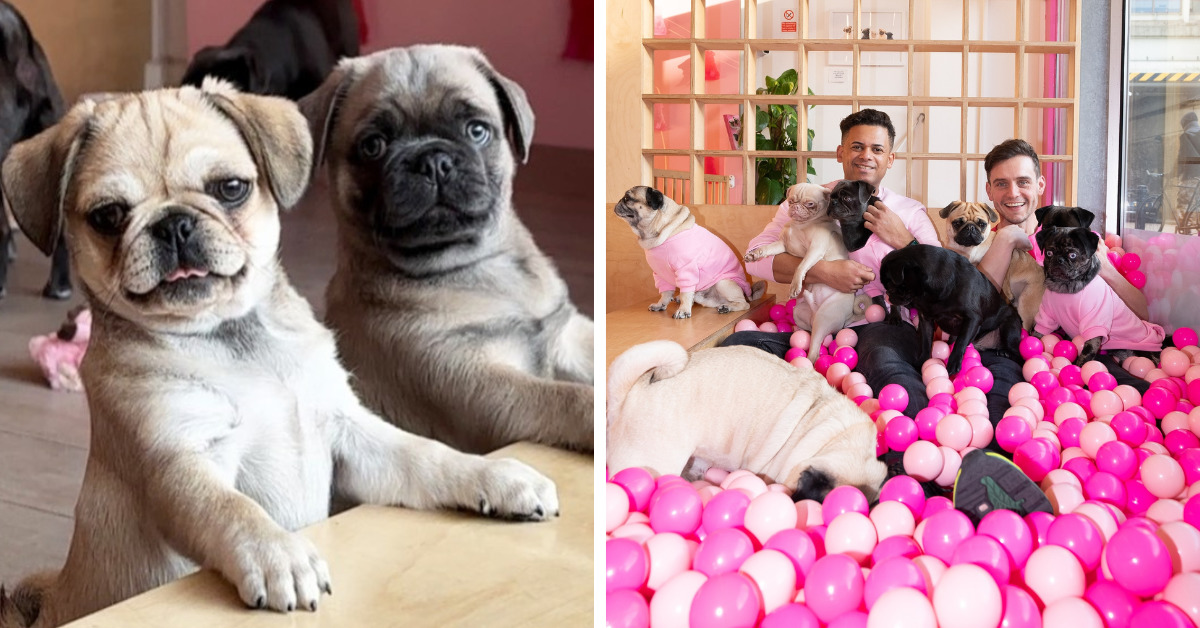 Salford Has Welcomed CuppaPug, Its Very Own Pug-Themed Cafe