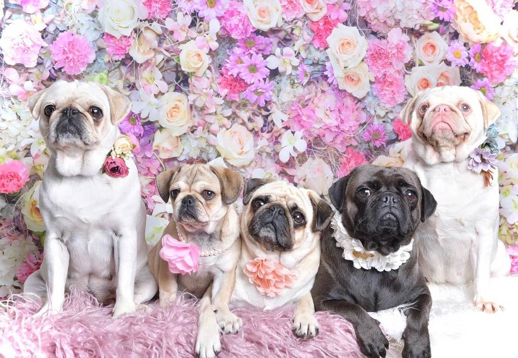 Salford Has Welcomed CuppaPug, Its Very Own Pug-Themed Cafe