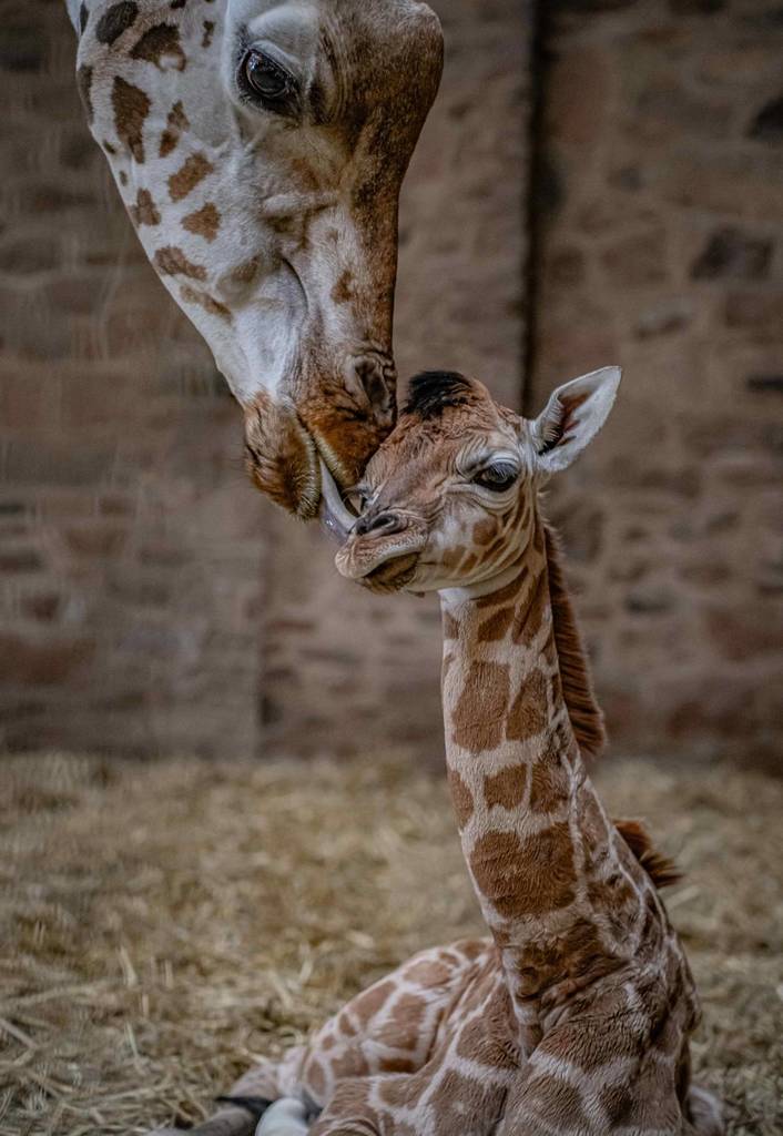 A Rare Baby Rothchild's Giraffe Has Been Born At Chester Zoo