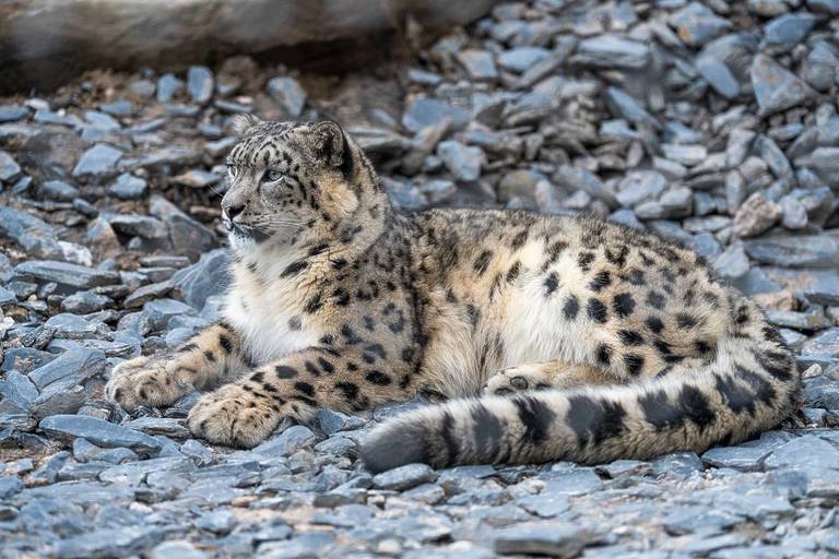 Chester Zoo Welcomes Snow Leopards For First Time In 93 Years