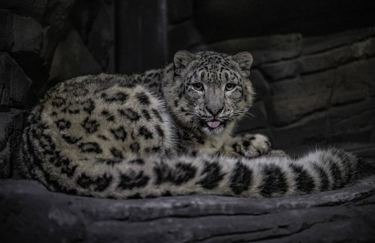 Chester Zoo Welcomes Snow Leopards For First Time In 93 Years