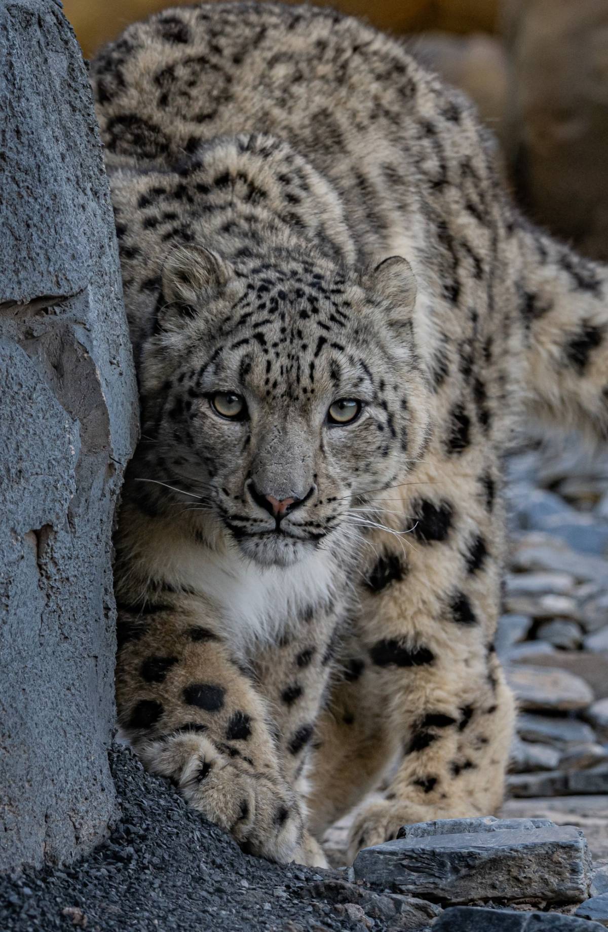 Chester Zoo Welcomes Snow Leopards For First Time In 93 Years