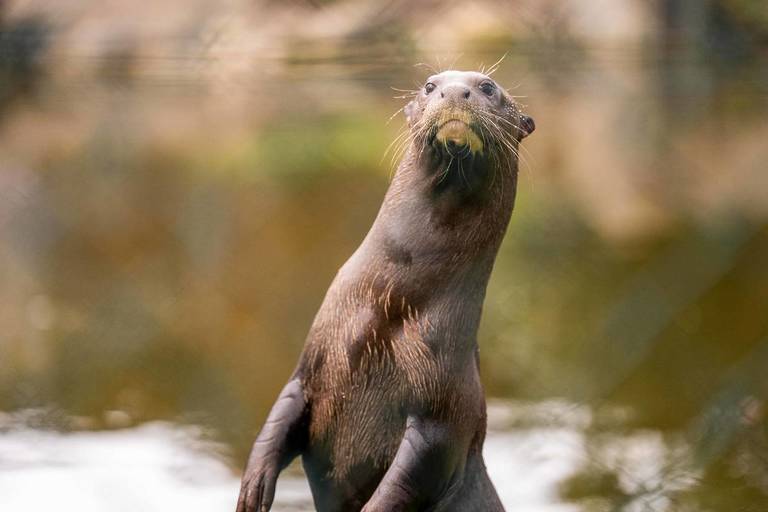 A Rare Male Giant Otter Has Arrived At Chester Zoo