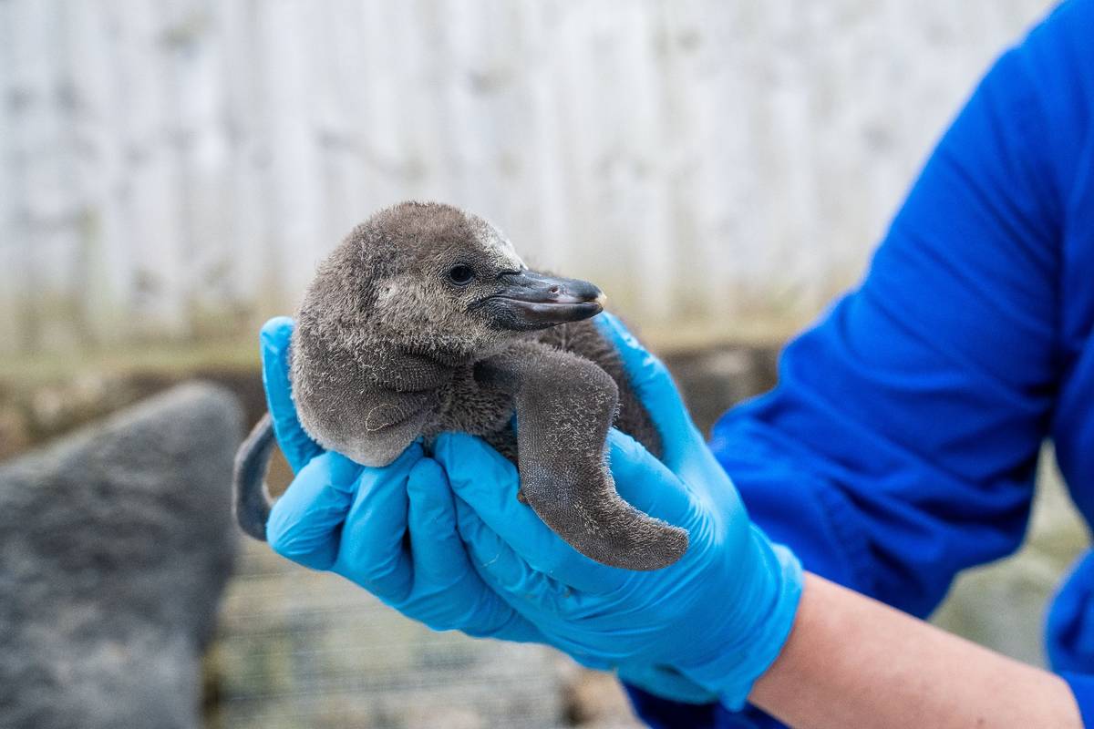 11 Cute, 'Highly-Threatened' Penguin Chicks Hatch At Chester Zoo