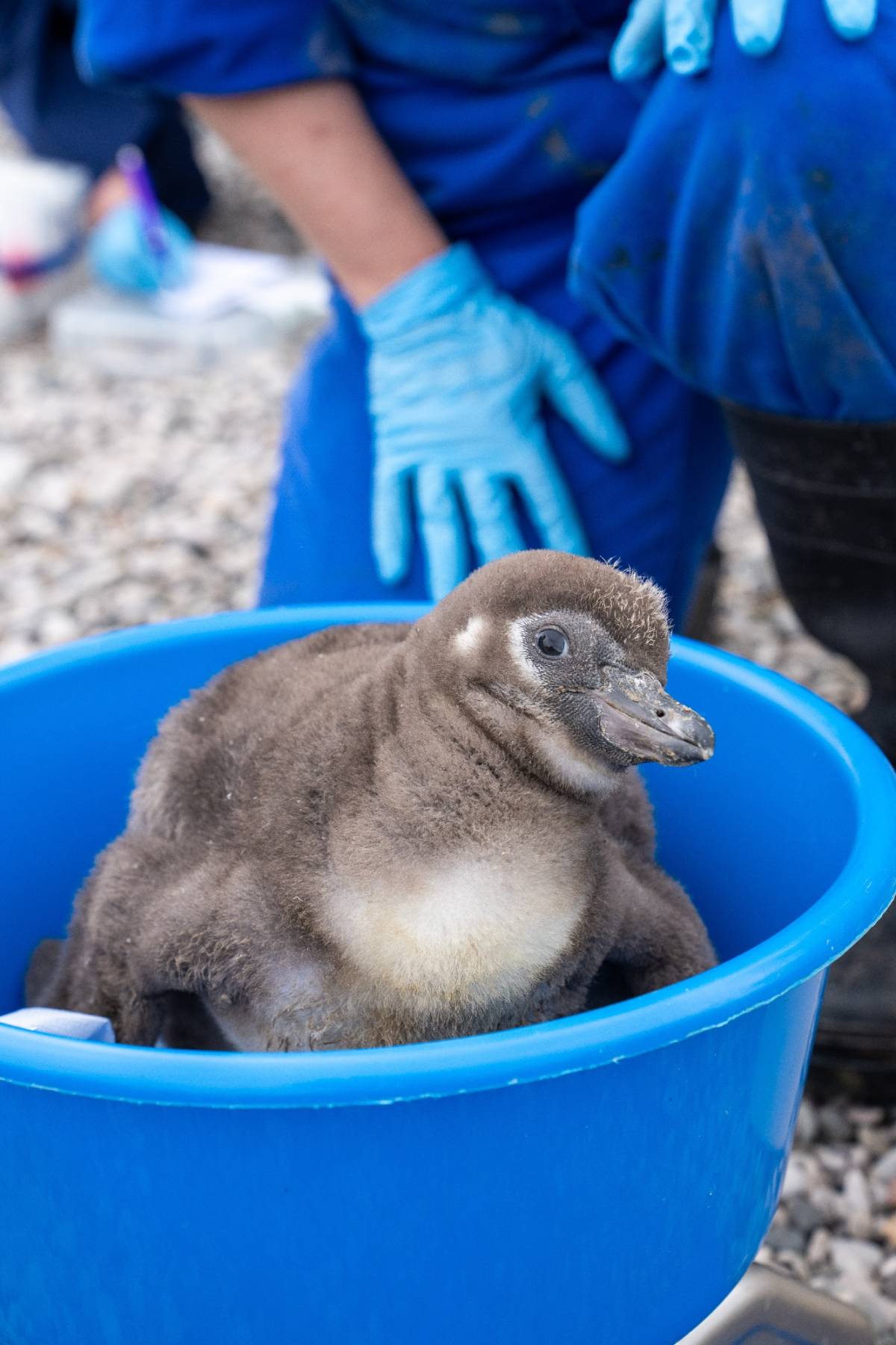 11 Cute, 'Highly-Threatened' Penguin Chicks Hatch At Chester Zoo