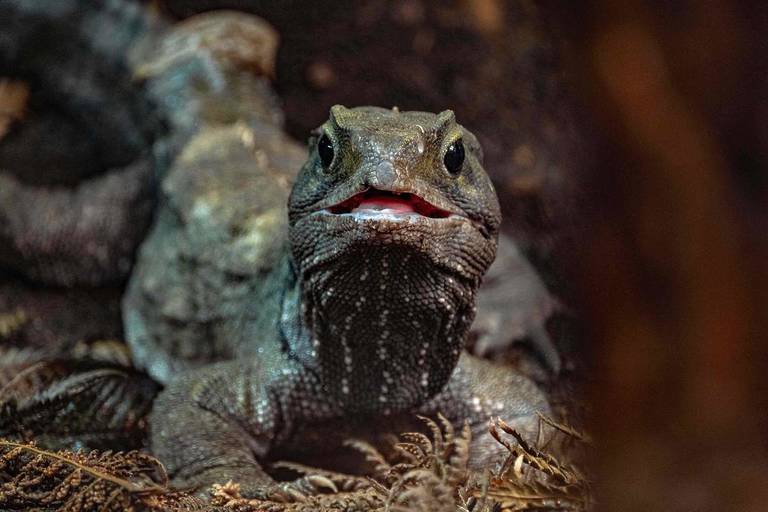 Ancient Tuataras Makes A Welcome Entrance To Chester Zoo