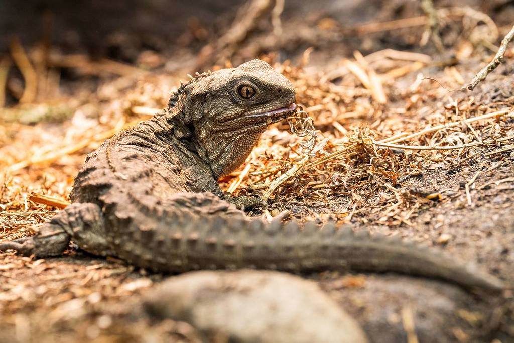 Ancient Tuataras Makes A Welcome Entrance To Chester Zoo