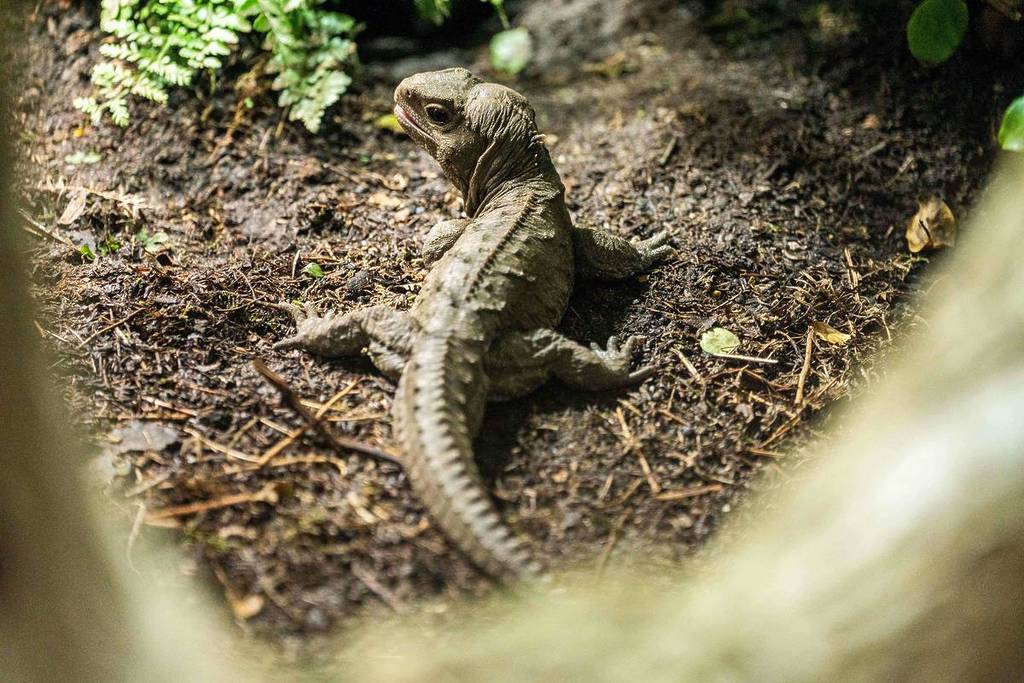 Ancient Tuataras Makes A Welcome Entrance To Chester Zoo