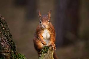 Formby: The Picturesque Beach With Sand Dunes & Red Squirrels