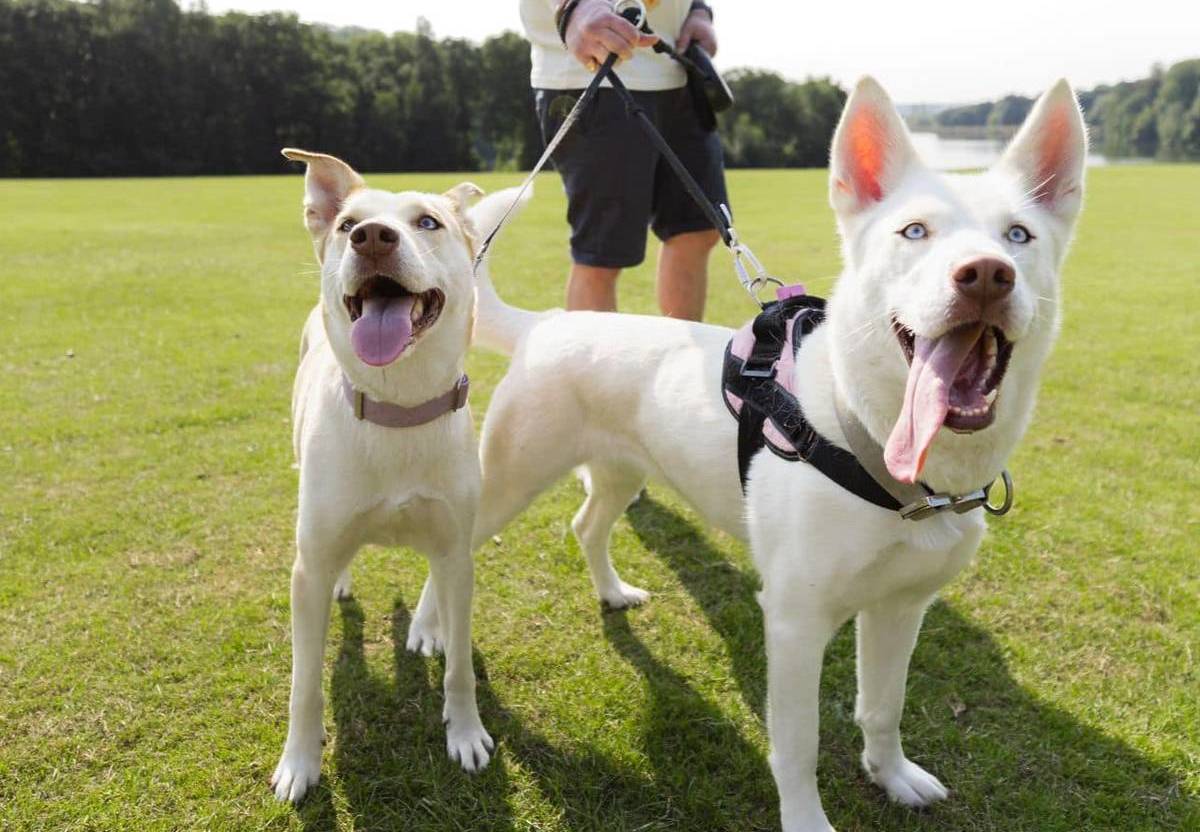 Walkie Dogs Is Set To Bring Social Dog Walks To Manchester