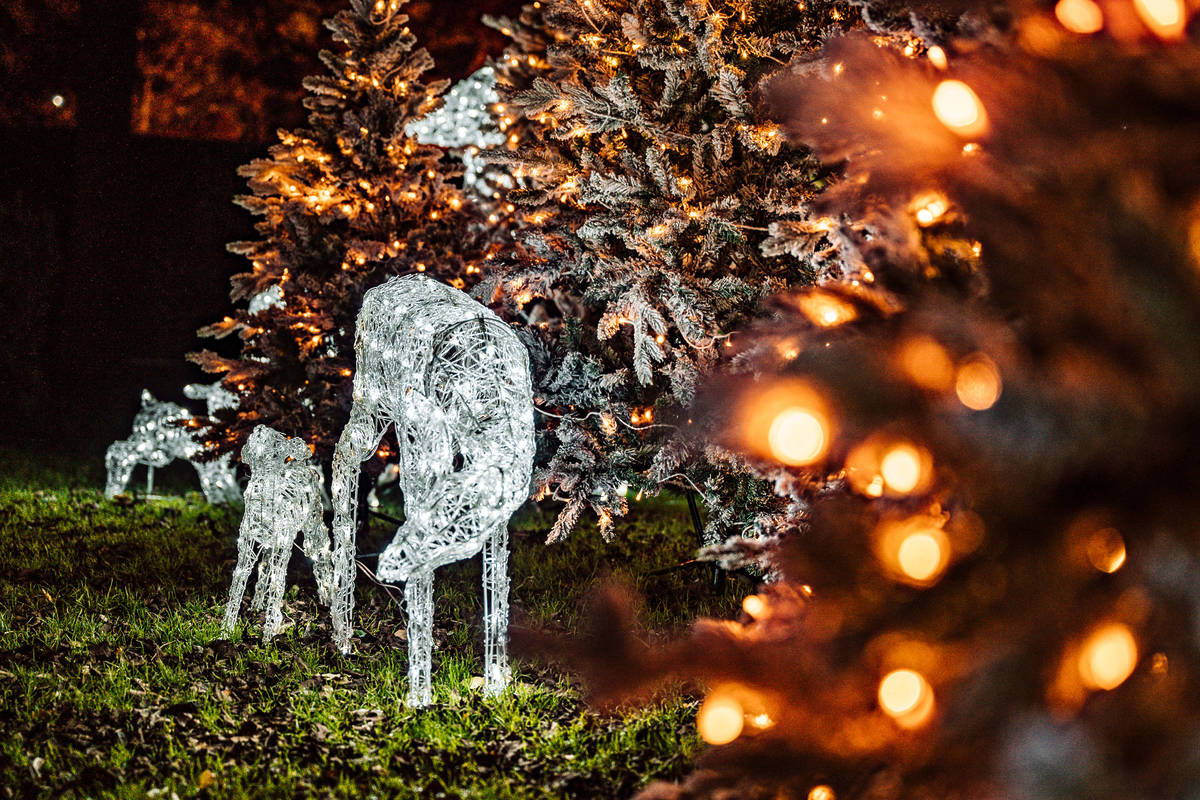 Glittering Trentham Winter Light Trail Near Manchester Returns