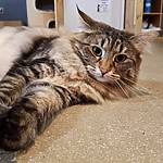 Cat Cafe Manchester To Make A Return After Four-Year Closure