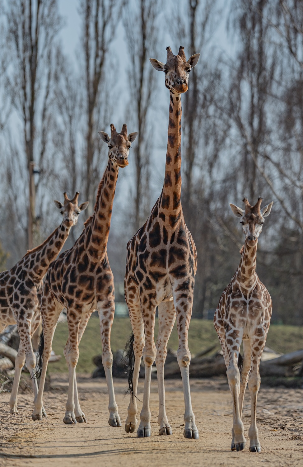 Chester Zoo is Opening A New Heart Of Africa Zone