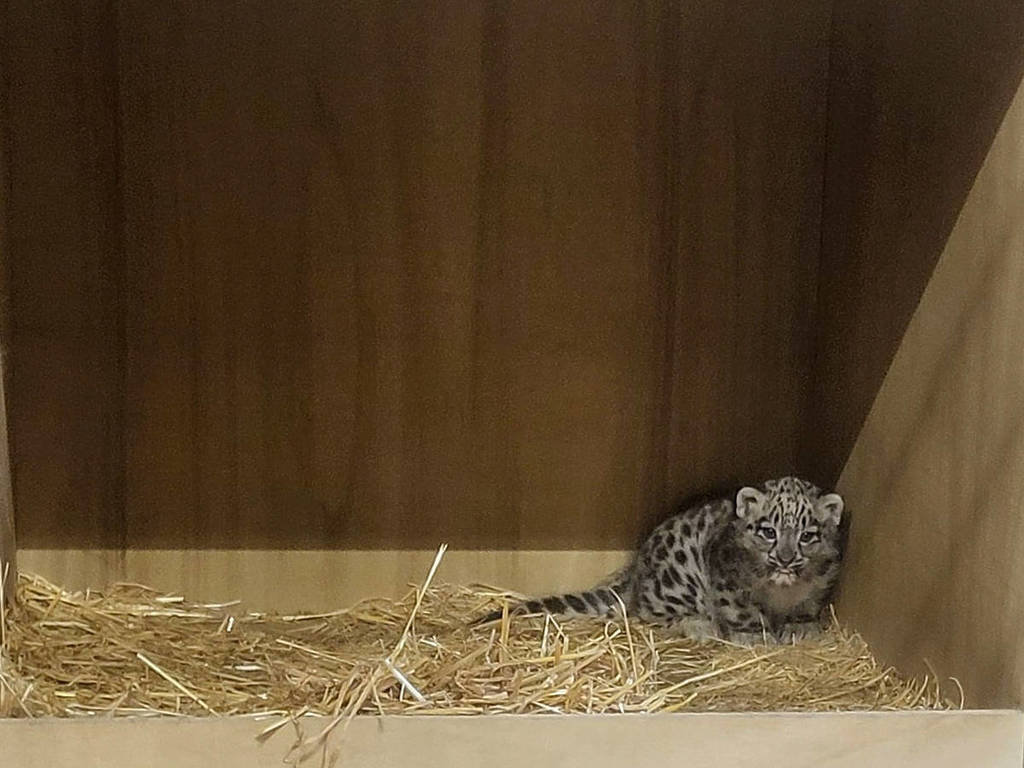 Rare Snow Leopard Cub Born At Chester Zoo For The First Time