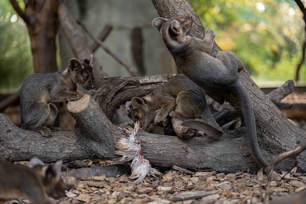 Chester Zoo Has Welcomed Four Rare And Adorable Fossa Pups - And They ...