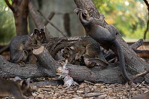 Chester Zoo Has Welcomed Four Rare And Adorable Fossa Pups - And They ...