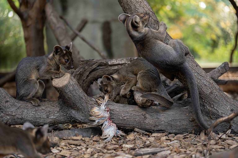 Chester Zoo Has Welcomed Four Rare And Adorable Fossa Pups - And They ...