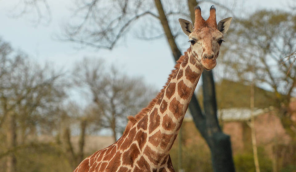 You Can Now Apply For A Dream Job Working With Giraffes At The UK's ...