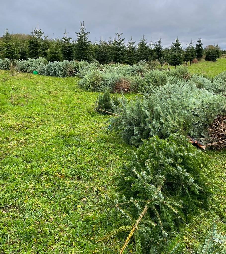 This Magical Christmas Tree Farm Near Manchester Is The Perfect Spot To ...